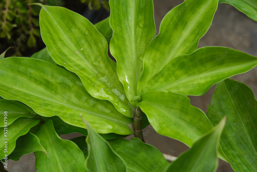 Green Insulin plant for Diabetes, a natural cure for diabetes ...