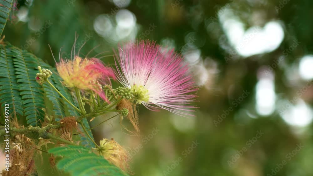 Pink fluffy flower of a blooming Persian silk tree close-up. Albizia ...