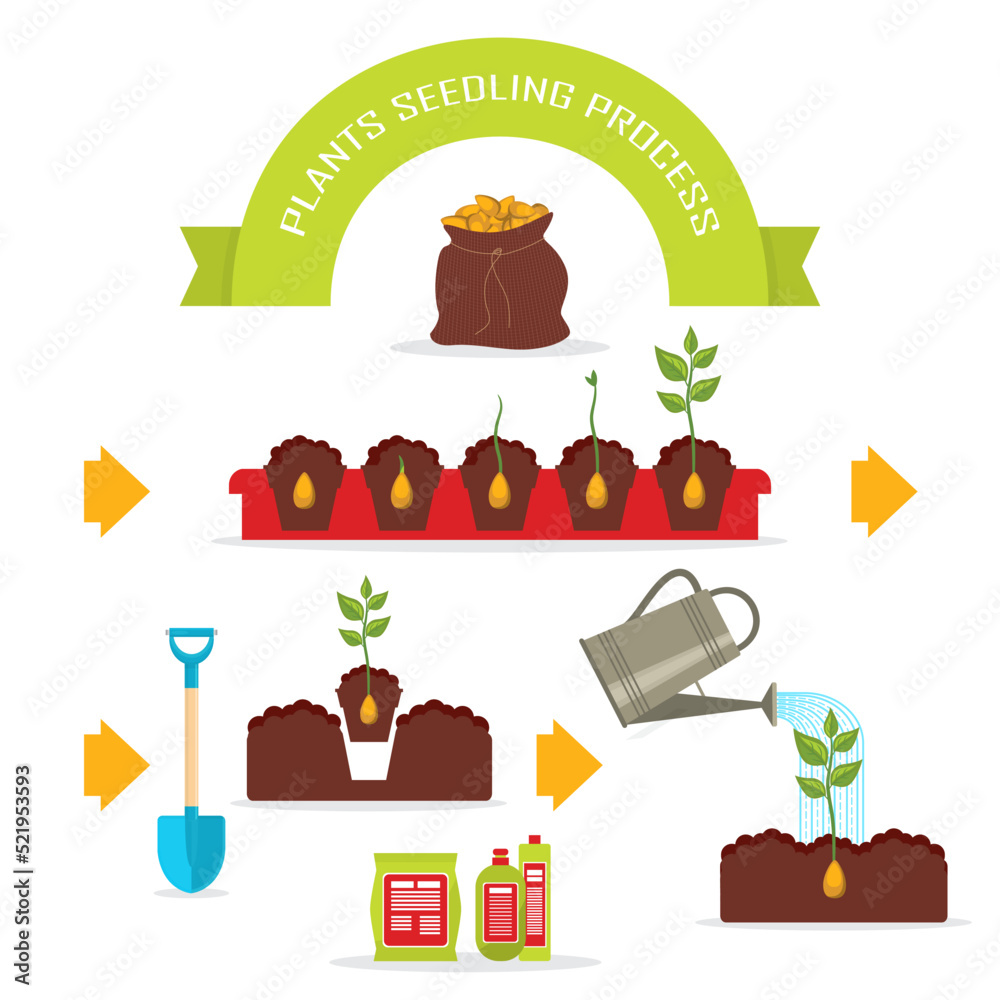 Plants seedling process set isolated on white background vector ...