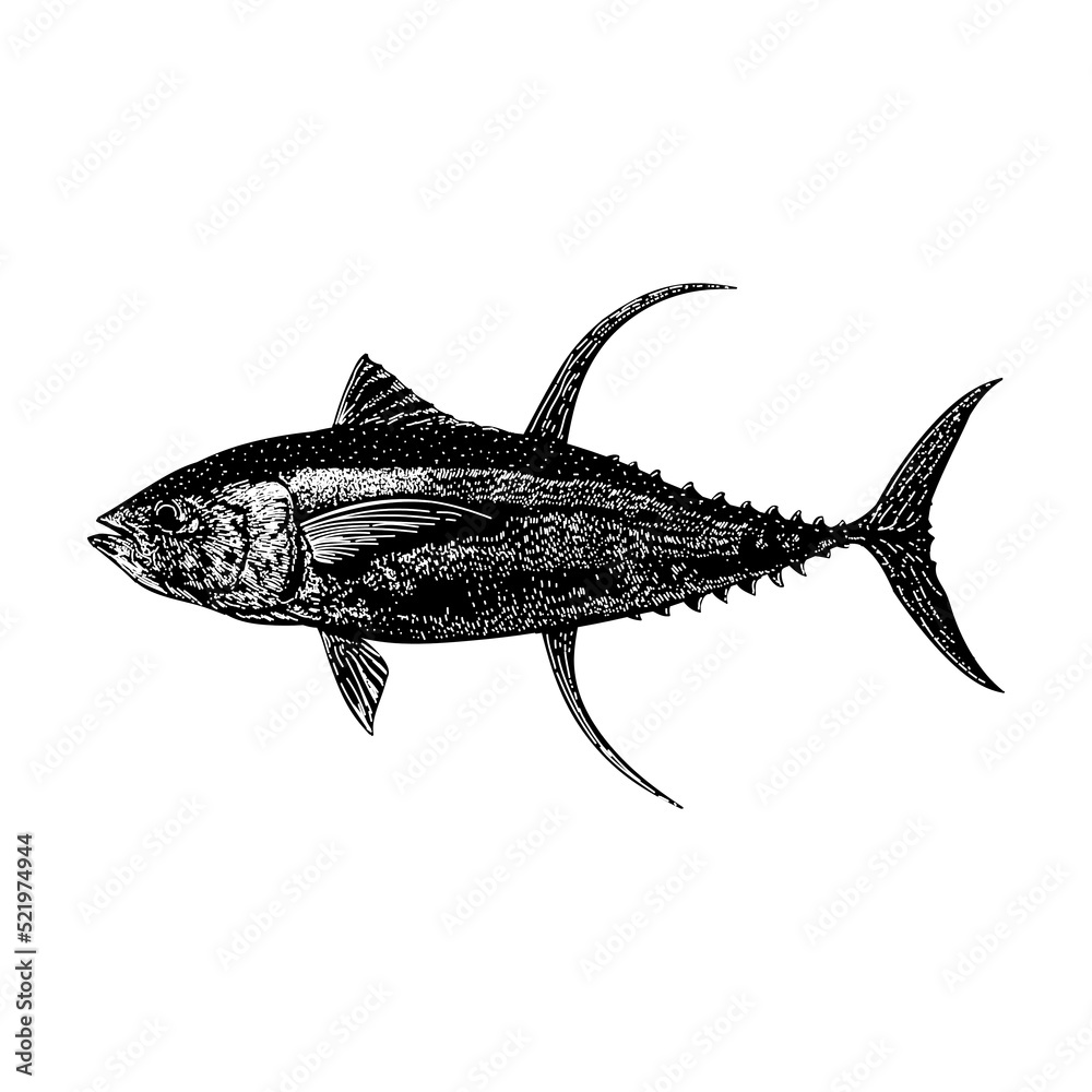 Yellowfin Tuna hand drawing vector illustration isolated on background ...