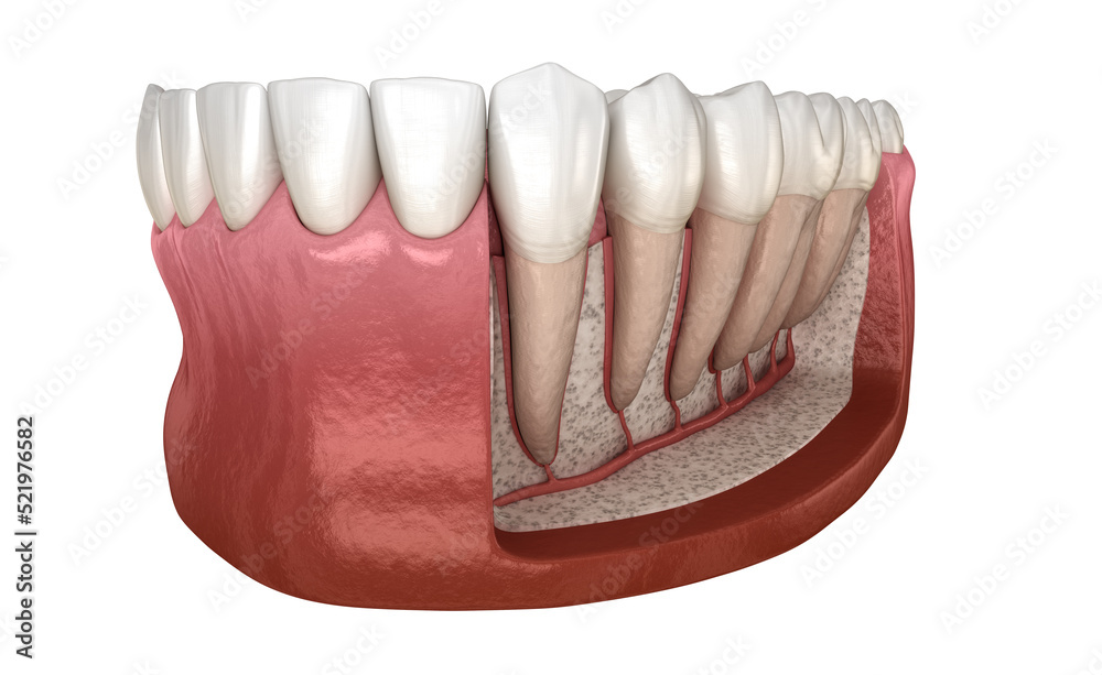 Dental Root anatomy of mandibular human gum and teeth, x-ray view ...