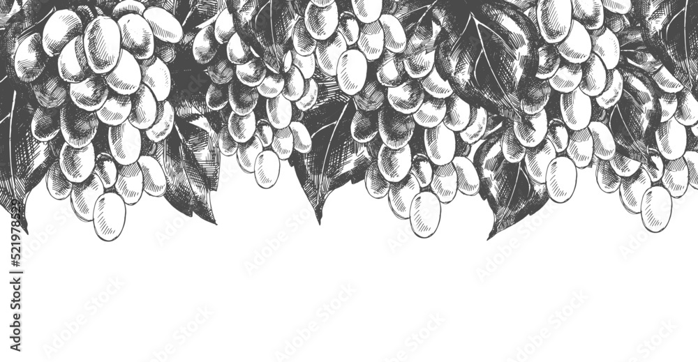 Many hand drawn shaded grape bunches and dense fresh foliage on white ...