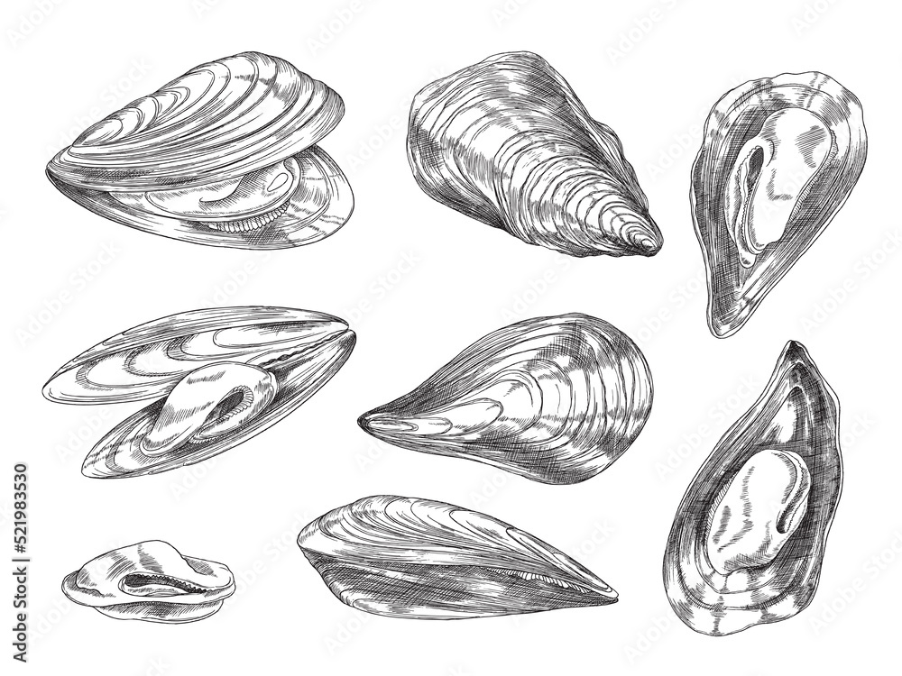 Mussels set in hand drawn sketch style, vector illustration isolated on ...