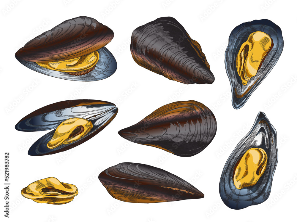 Hand drawn mussel set, colored sketch vector illustration isolated on ...