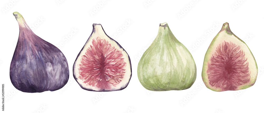 Figs watercolor illustration. Folet and green figs are hand-drawn. Fig ...