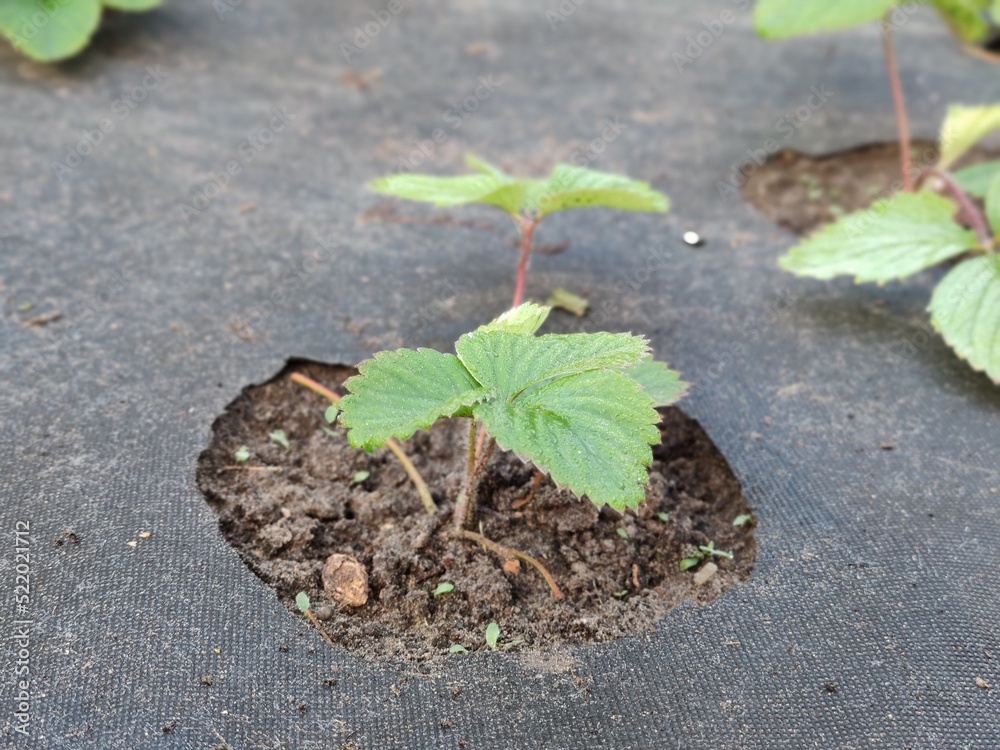 Young strawberries germinate in the garden under the agromaterial ...