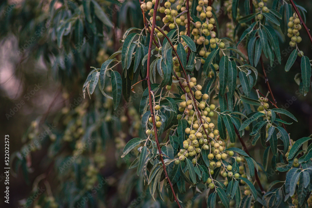 Russian olive fruits on the branches . Elaeagnus Angustifolia Tree of ...