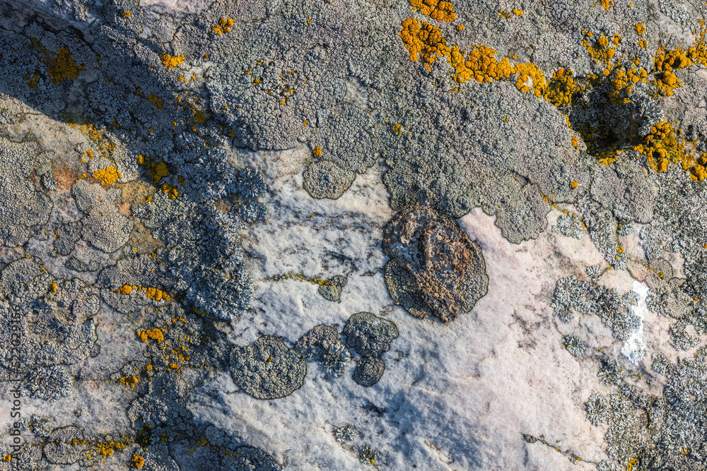 Lichen on quartzite sandstone surface. A pioneer lichen in Bare Rock ...