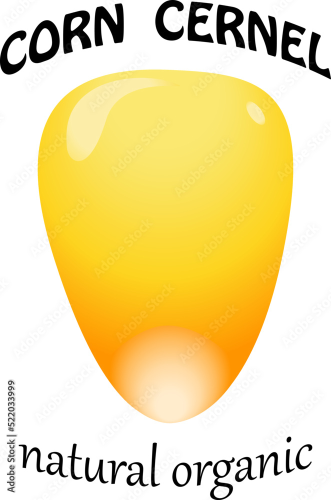 Color illustration of corn grain.Vector illustration of corn grain with ...