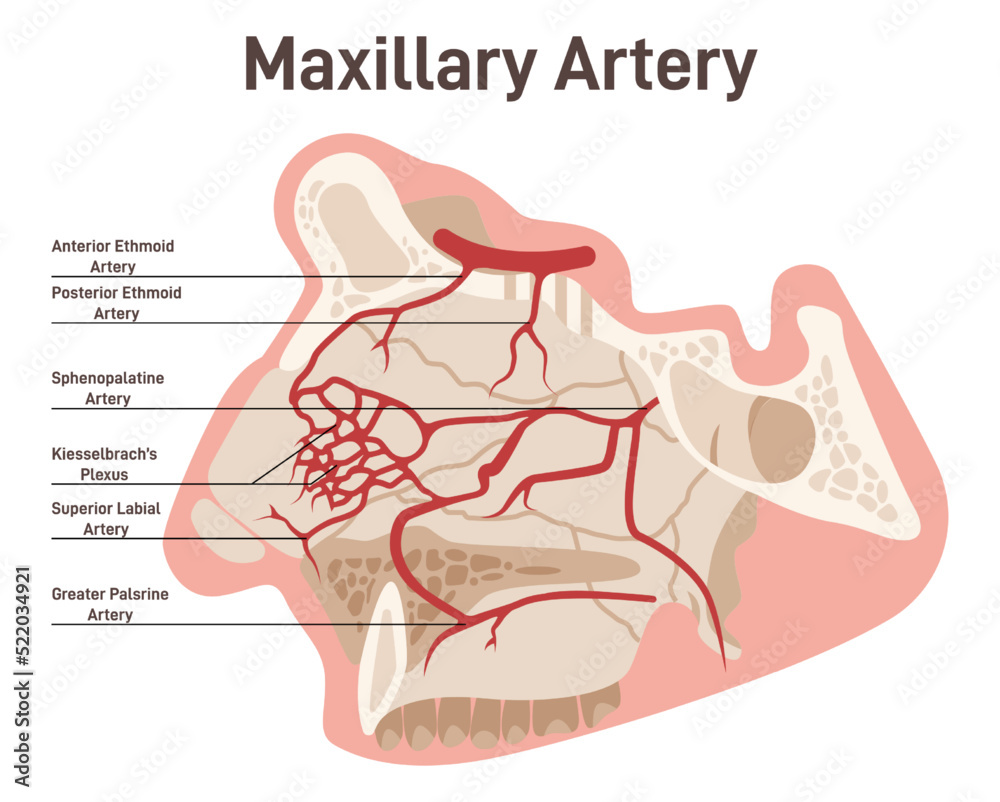 Head and face circulatory system. Anatomical diagram of maxillary ...
