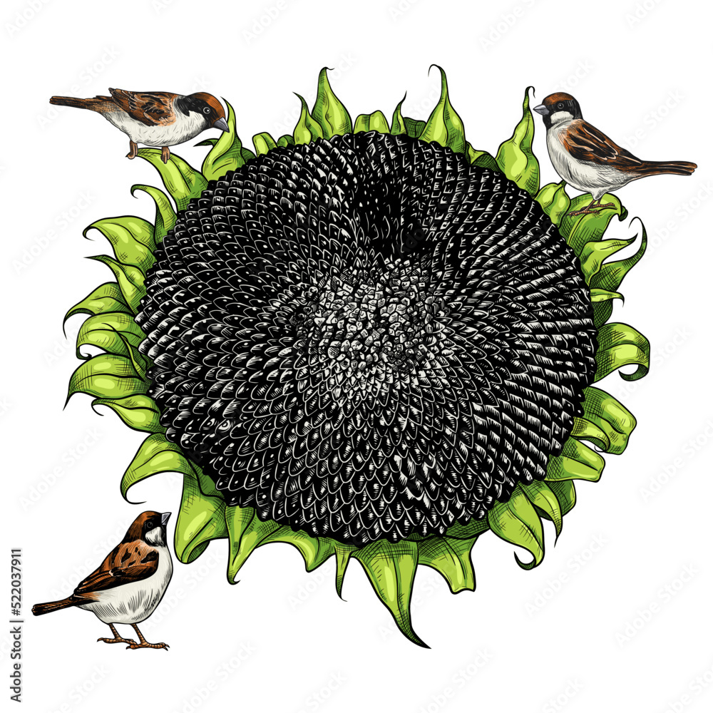 .House sparrows sitting on a sunflower with seeds..Hand-drawn vector ...