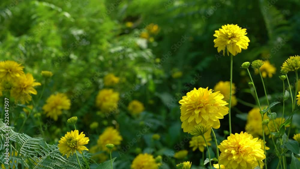 Goldquelle, Cutleaf Coneflower (Rudbeckia laciniata var. Hortensia) in ...