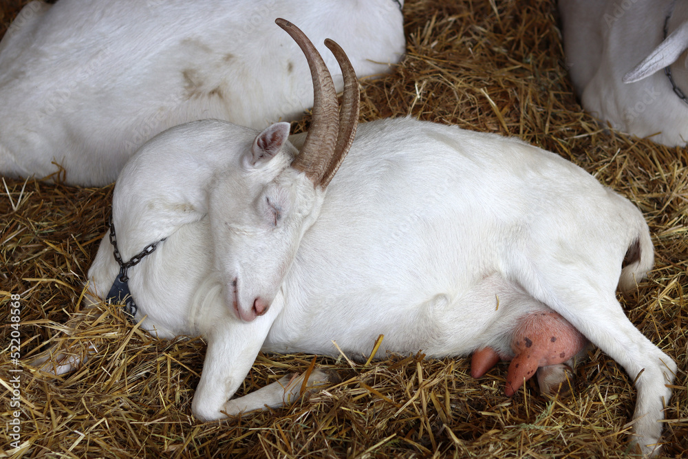 Goat farm from inside. Cute white goats taking a rest on a dry grass ...