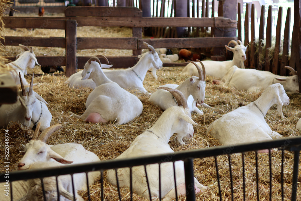Goat farm from inside. Cute white goats taking a rest on a dry grass ...