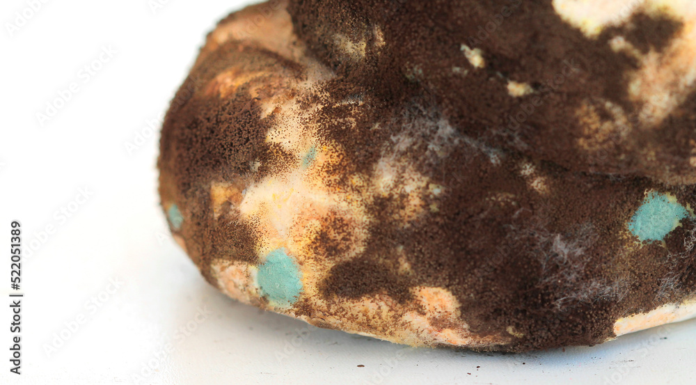 Old moldy bread with brown and green toxic fungal attack close-up Stock ...