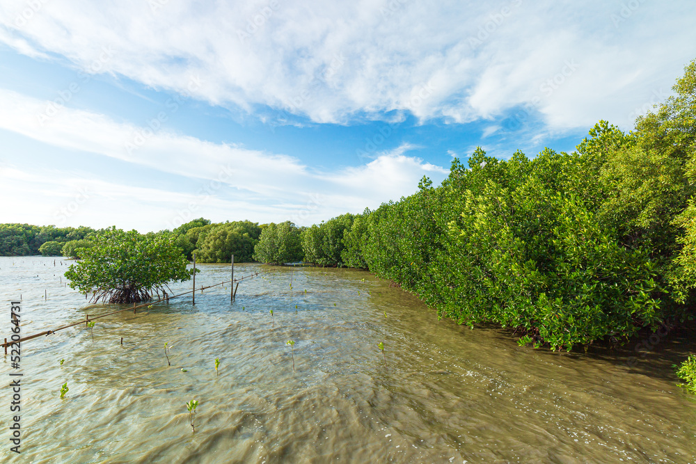 Mangrove forest,Red mangrove forest and shallow waters in a Tropical ...