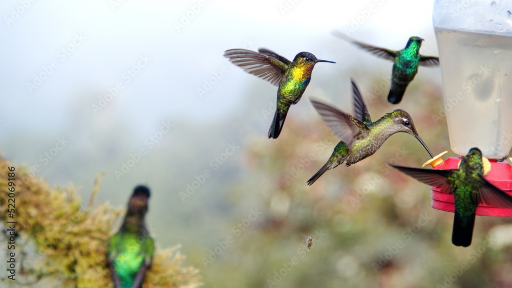Hummingbirds in flight at a hummingbird feeder, at the high altitude ...