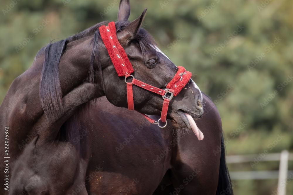 Horse with tongue out, horse head, beautiful domestic animal, bridle ...