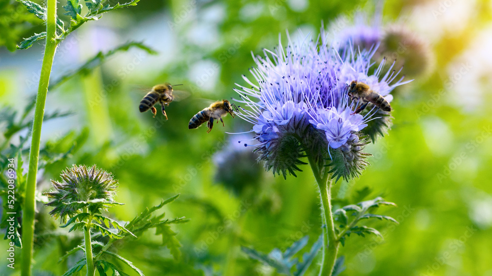 Bee and flower phacelia. Flying bees collect pollen from phacelia ...