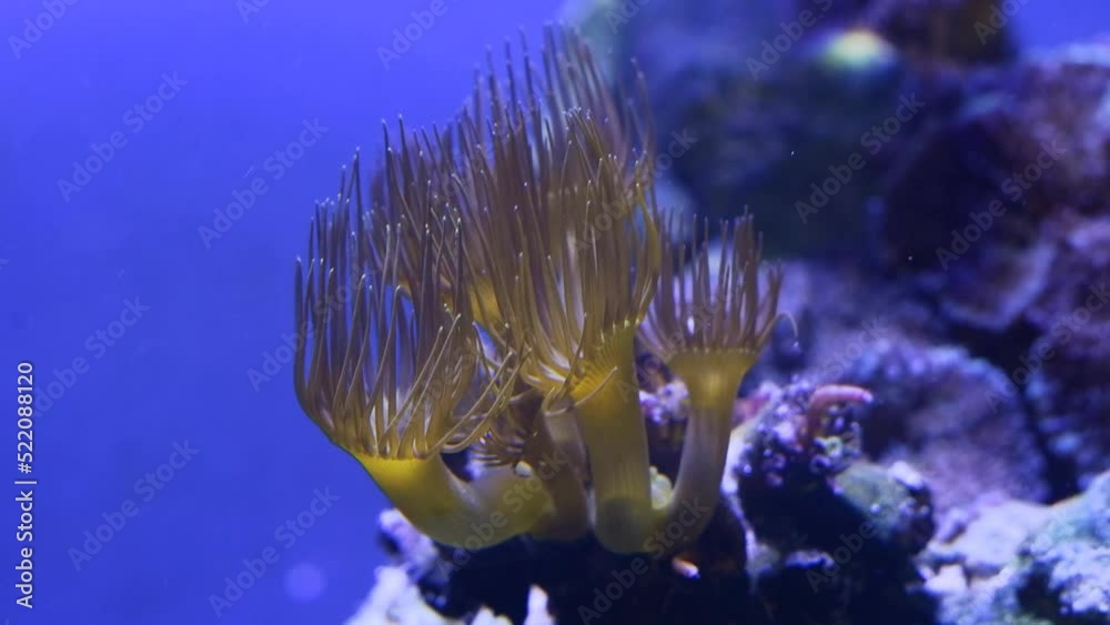 parazoanthus polyp small colony, yellow crust sea anemone move in ...