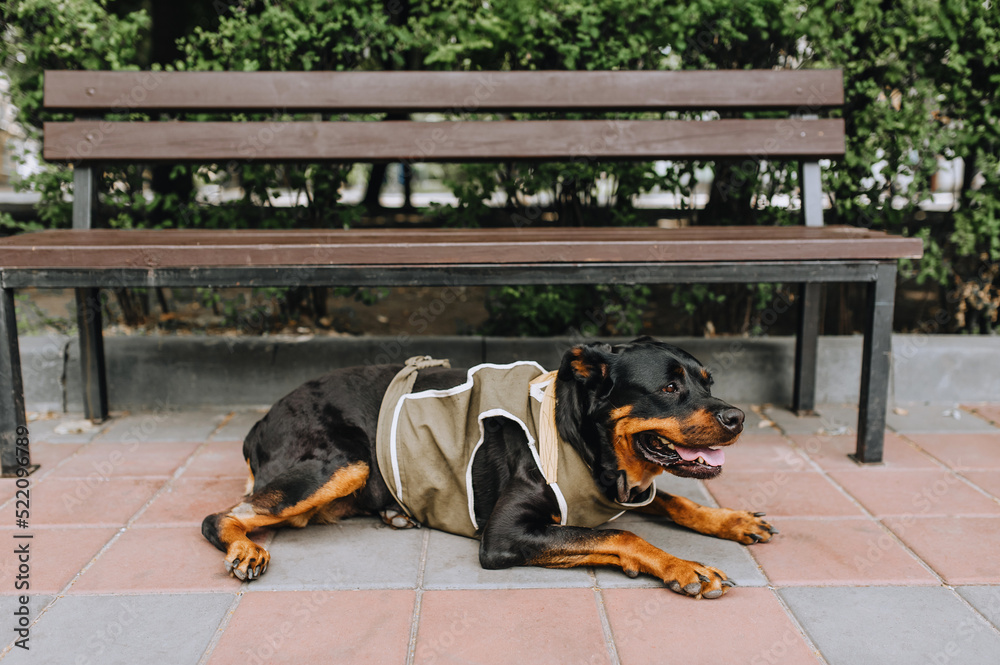 A beautiful purebred military dog guard Rottweiler in a special uniform ...