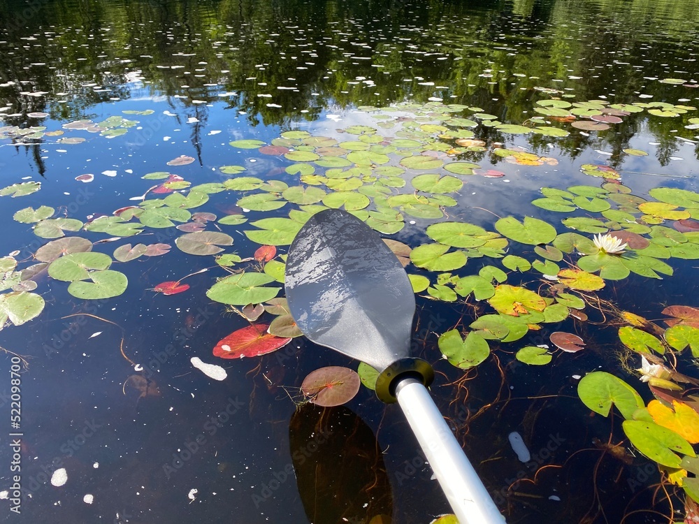 Pagaie de kayak au-dessus de nénuphars flottant sur l'eau. Rame d'un ...