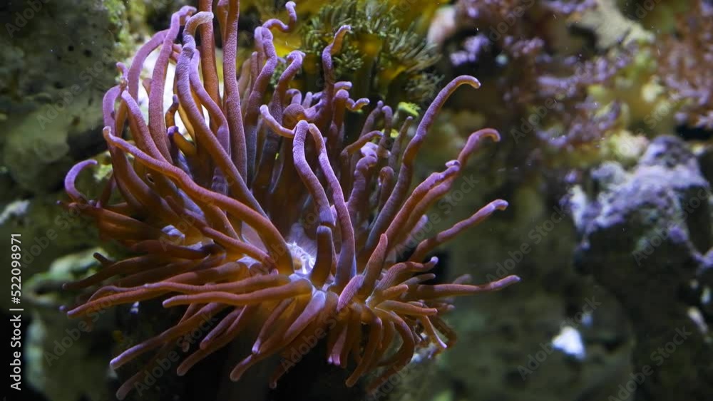 bubble tip anemone move long tentacles on big oral disc and hunt for ...