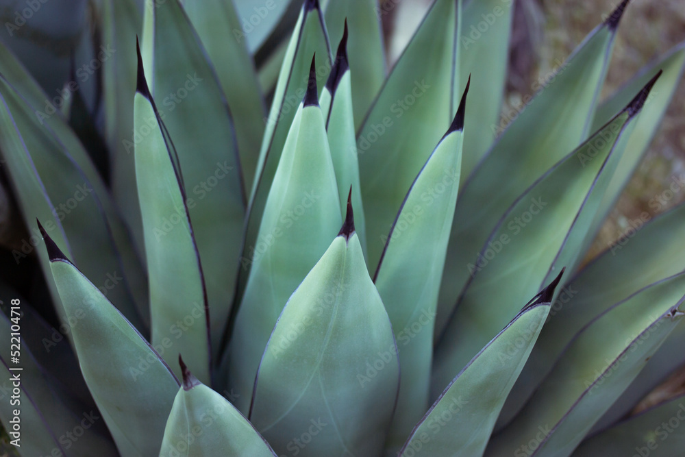 Agave fernandi regis. Succulent, cactus plant with long smooth leaves ...