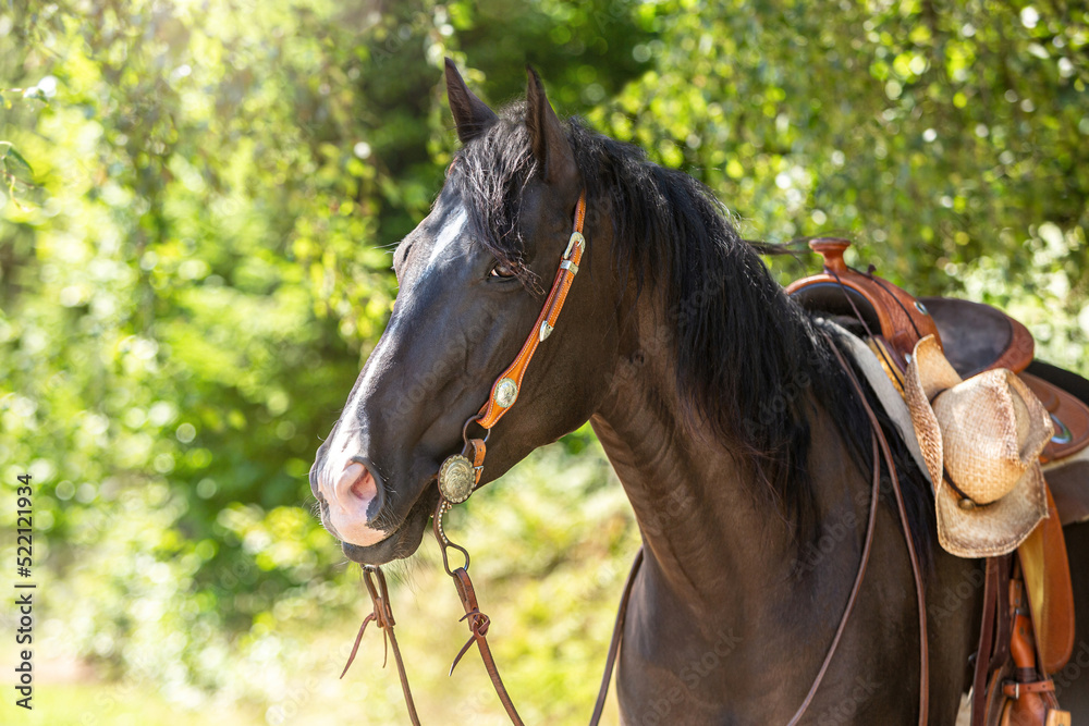 Portrait of a beautiful black quarter horse mare with a western bridle and saddle in front of a ...