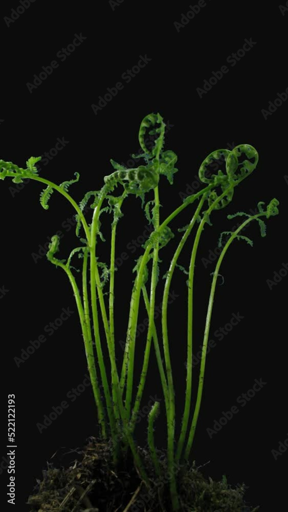 Phototropism effect in unrolling young fern fronds with ALPHA ...