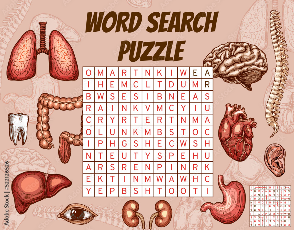 Human Organs Body Parts Word Search Puzzle Game Worksheet Vector
