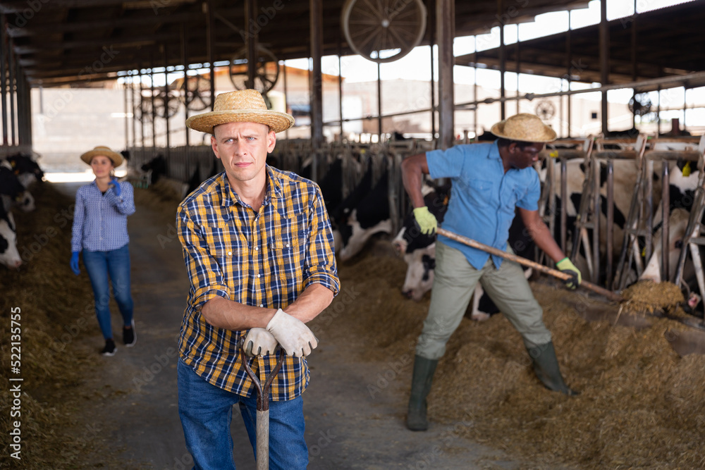Confident man feeding cows, multiracial group of farmers working at ...