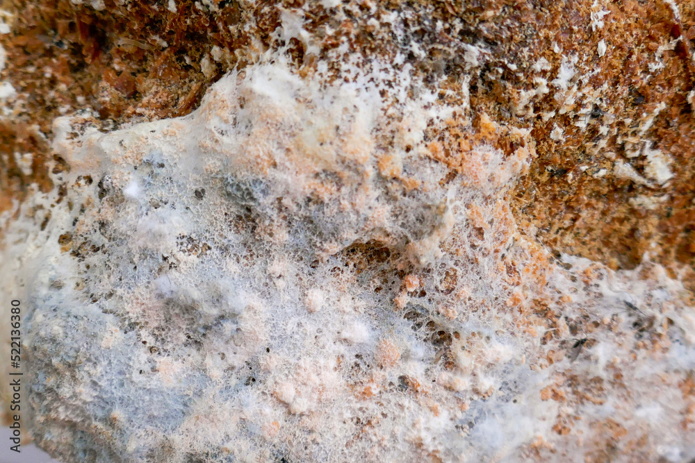 Mold close-up. fungal diseases.Mold fungus textured wall surface. Mold ...