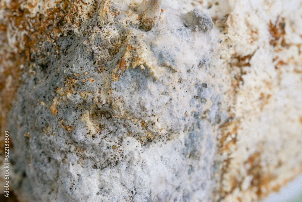 Foto de Mold fungus textured wall surface. Mold and fungus problem ...