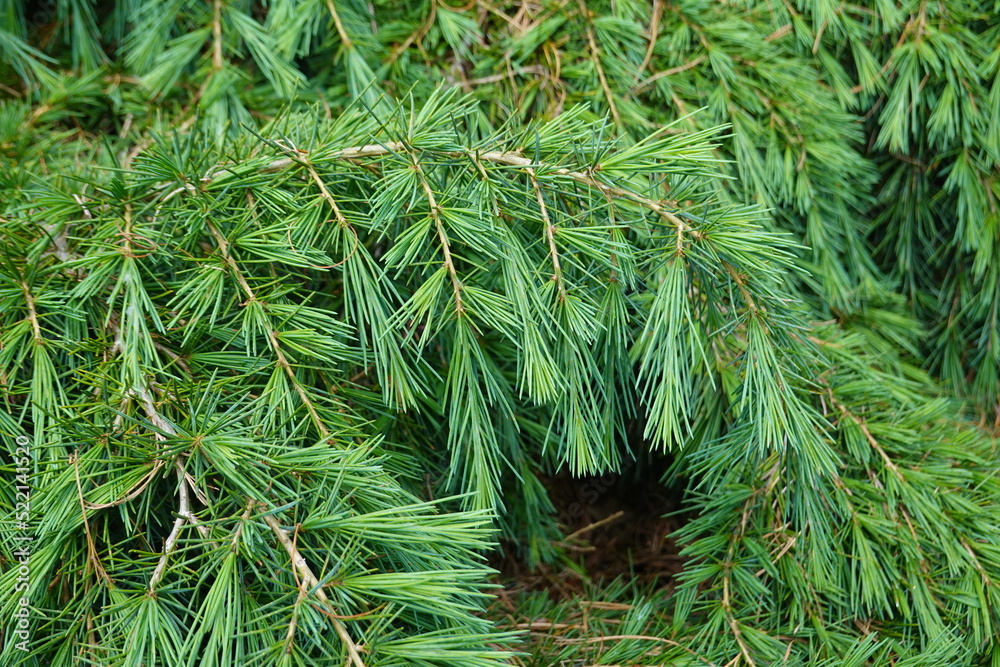 Cedrus deodara, know as Deodar cedar, is an evergreen conifers that is ...