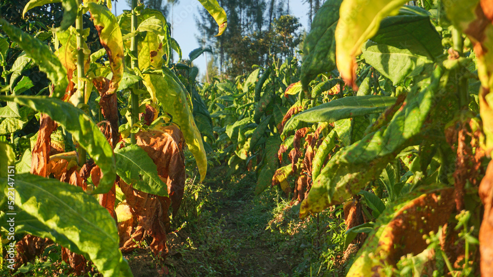 Tobacco big leaf crops growing in tobacco plantation field.Tropical ...