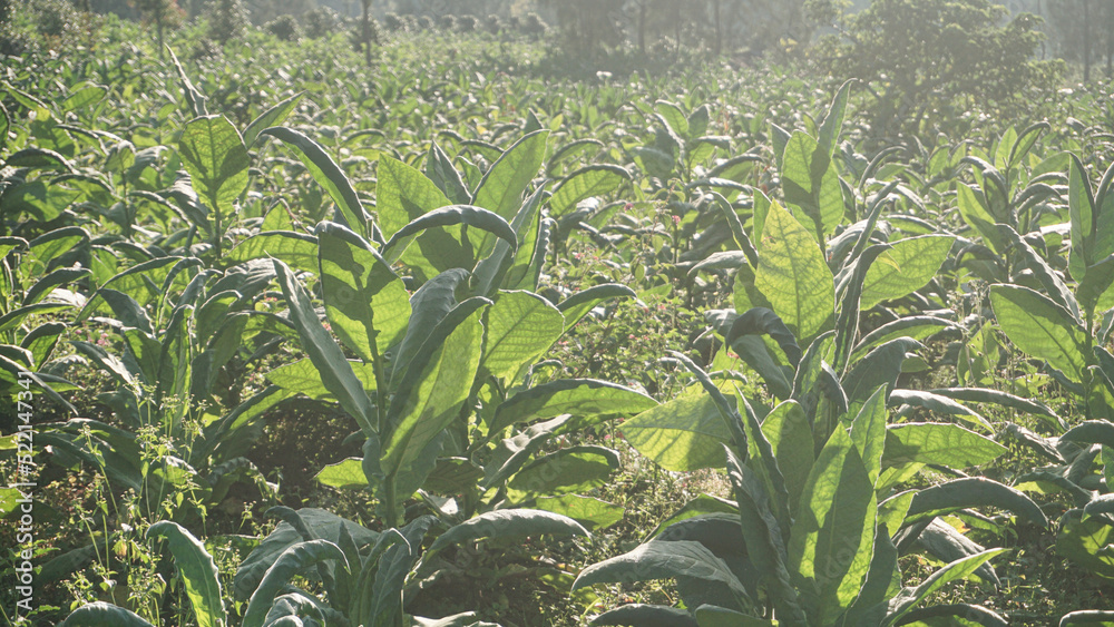 Foto de Tobacco big leaf crops growing in tobacco plantation field ...