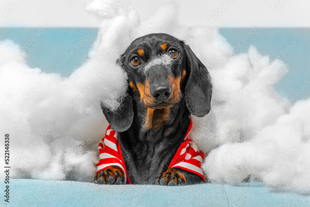 Mess Dachshund puppy has torn up a soft toy and is sitting in a pile of ...