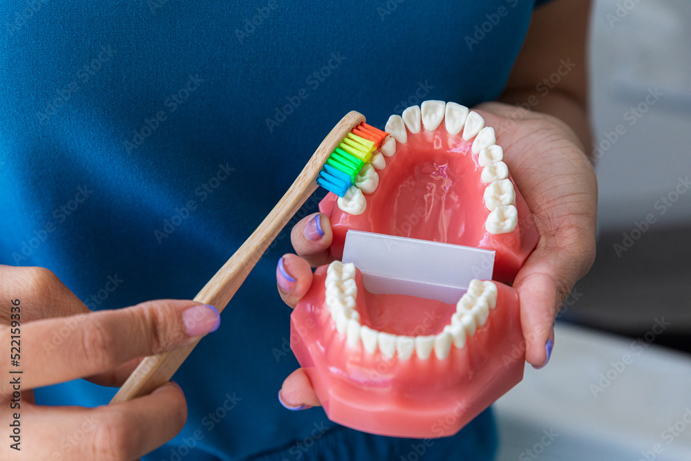 Dentist holding a dental model to show how to brush teeth Stock Photo ...