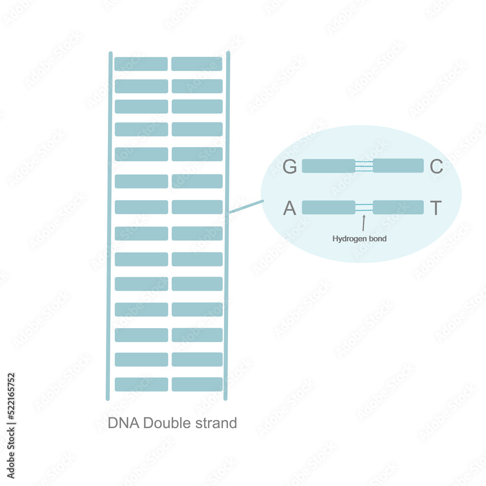 The number of Hydrogen bonding : Guanine (G) and Cytosine (C), Adenine ...