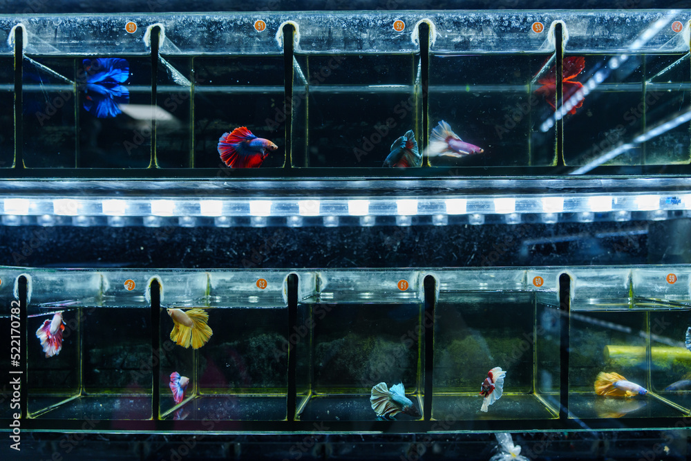 betta fish swimming in a fish tank Stock Photo | Adobe Stock