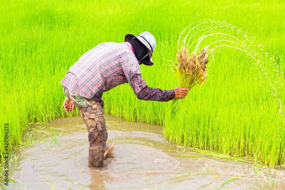 The farmer stood looking at the rice plant. Rice fields in thailand ...