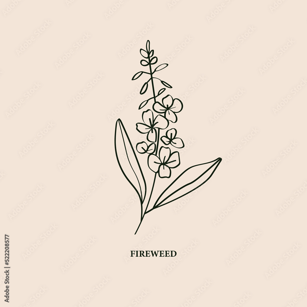 Fireweed Clip Art