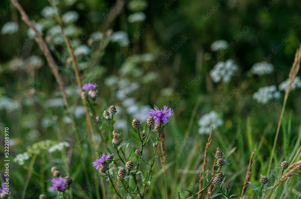 Polne kwiaty Stock Photo | Adobe Stock