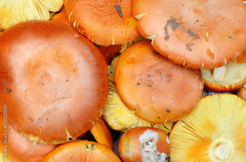 a bunch of Amanita Caesarea. Close up of Amanita Caesarea Mushrooms ...