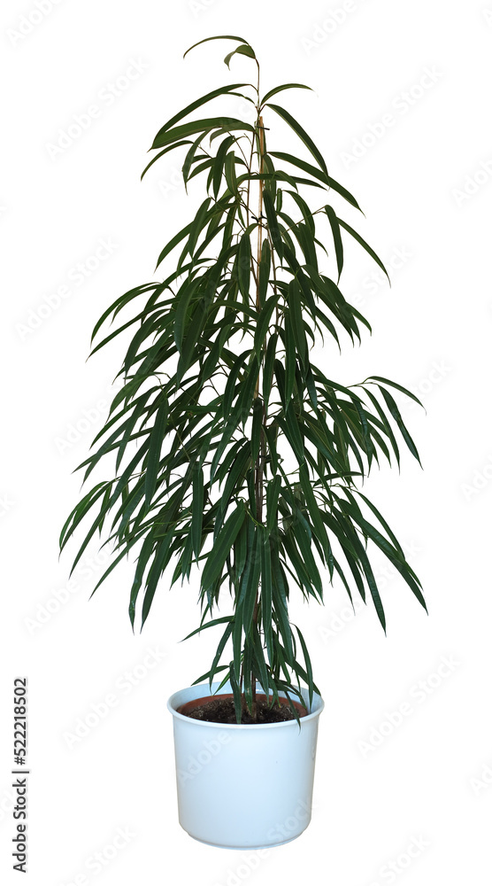 Foto de Zimmerpflanze ficus alii in weißem Keramik Topf isoliert mit ...