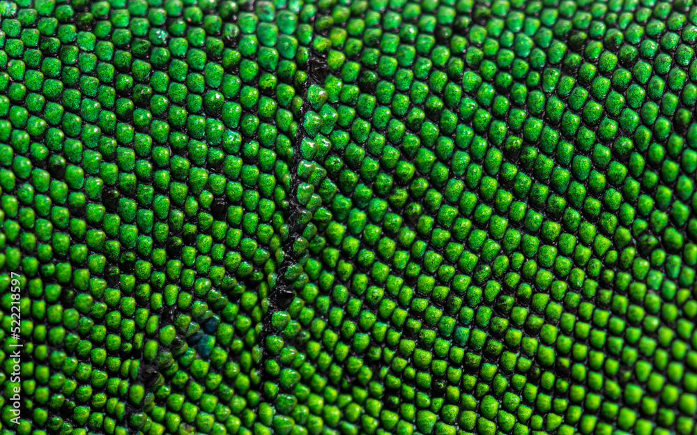 Details, macro of scales of Timon pater specie of Wall lizard Stock ...
