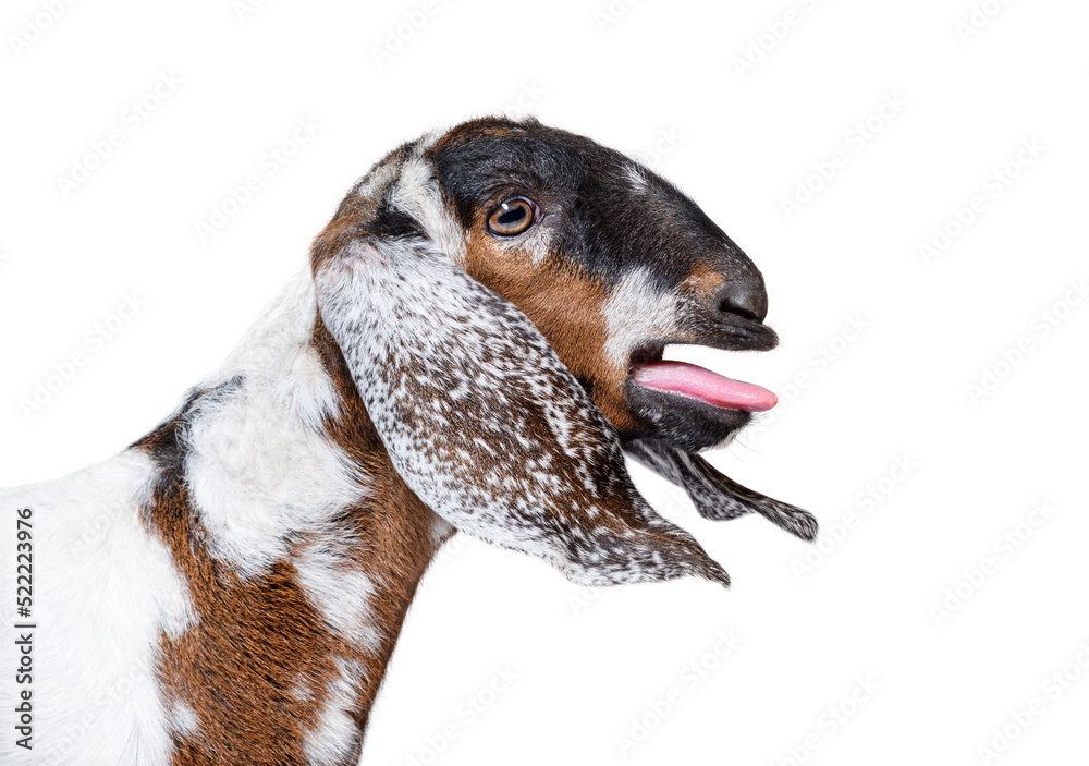 Head shot of an anglo-Nubian goat bleating, isolated on white Stock ...