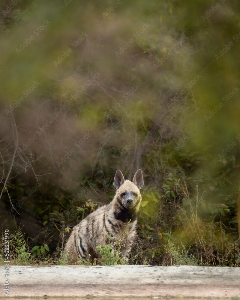 wild Striped hyena head on with eye contact near waterhole in natural ...