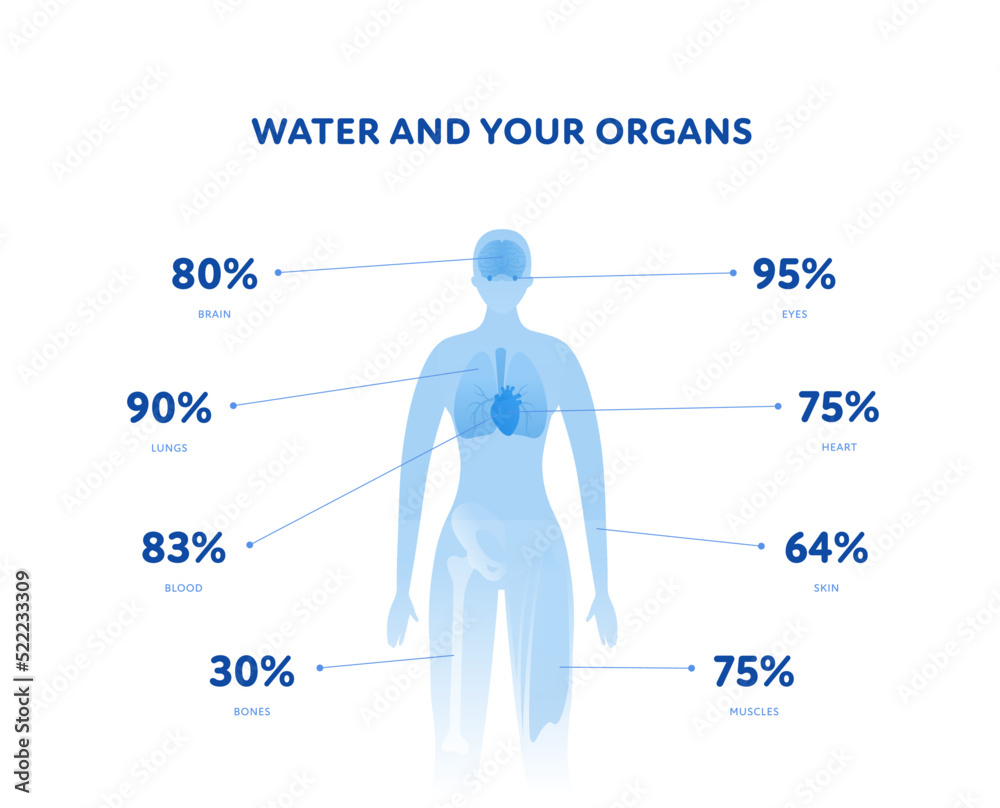 Water and your organs health care infographic layout. Vector flat ...